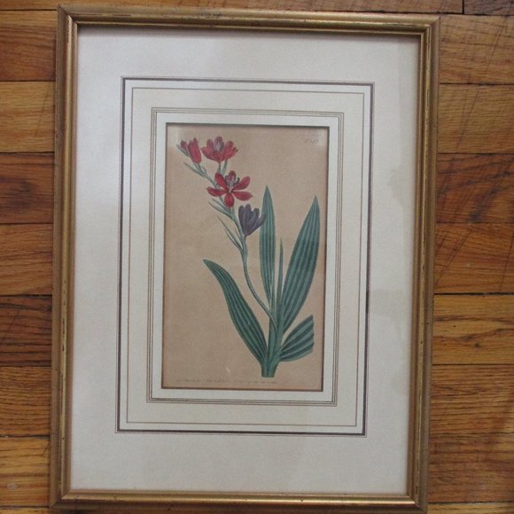 Handmade | Art | Antique 82 Syd Edwards Botanical Floral Framed Print ...